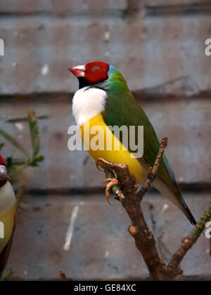 Pet finch in a hutong neighborhood. In existence for hundreds of years ...