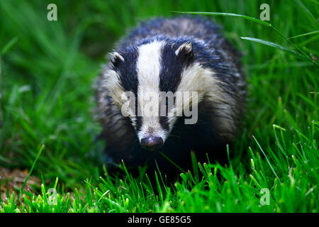 Brock the Badger our native omnivore Stock Photo - Alamy