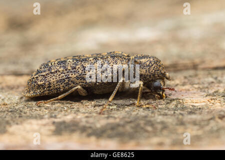 Auger beetle, False powderpost beetle, Horned powderpost beetle ...