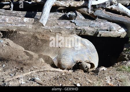 A Galapagos tortoise digging in the dirt to get out the the sun Stock ...