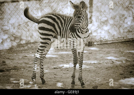 A baby zebra adventuring outside for the first time Stock Photo - Alamy