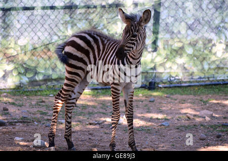 A baby zebra adventuring outside for the first time Stock Photo - Alamy