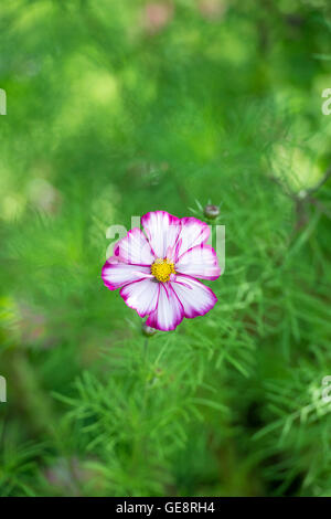 Cosmos Razzmatazz Flowers Stock Photo - Alamy