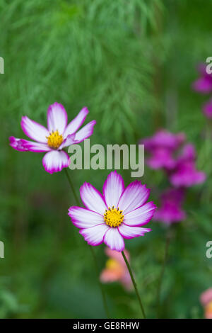 Cosmos Razzmatazz 'Pink' Stock Photo - Alamy