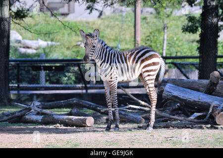 A baby zebra adventuring outside for the first time Stock Photo - Alamy