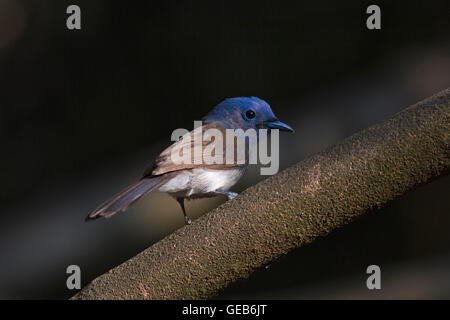 A female Black-naped Monarch (Hypothymis azurea) on a small branch in ...