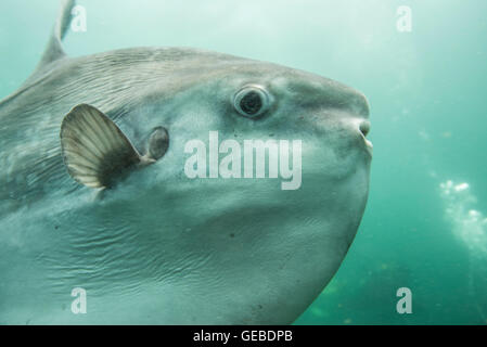 Ocean sunfish (Mola mola) in Japan Stock Photo - Alamy