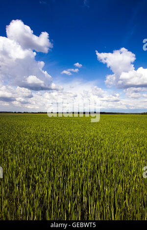 Agriculture fields with rye, wheat and woods at the Flemish countryside ...