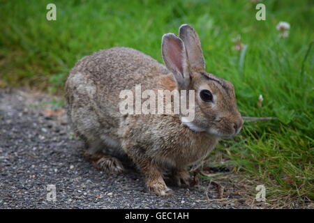 The rabbit path Stock Photo - Alamy