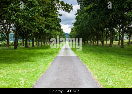 Oak Avenue, near Linley Hall, More, Lydham, Shropshire, UK Stock Photo ...