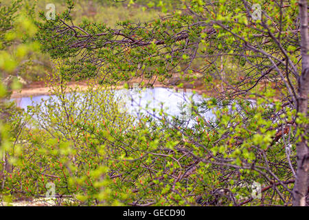 Arctic tundra with dwarf birch Betula nana crowberry Empetrum Stock ...