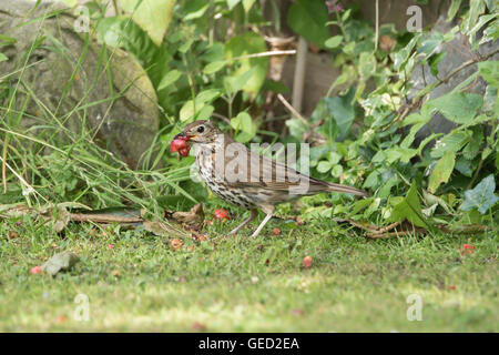 bird eating fruit off a tree Stock Photo - Alamy