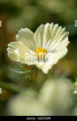 Yellow colour cosmos flowers field with blue sky are most favorite ...