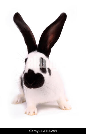 German Giant Rabbit seen head-on, wearing a crocheted frog hat. Studio ...