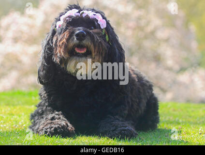 Mixed-breed dog (Poodle x Bouvier des Flandres) lying on a lawn ...