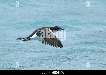 Brunnich's Guillemot in flight Stock Photo - Alamy