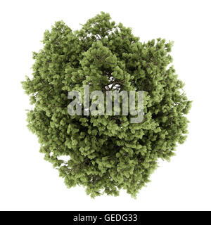 top view of common ash tree isolated on white background. 3d ...