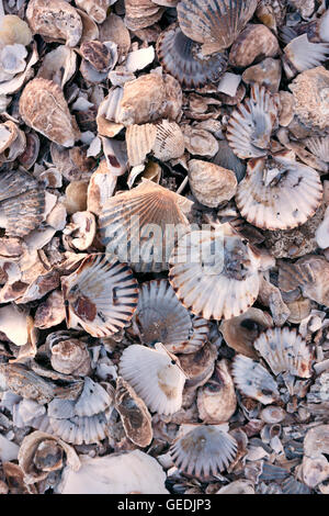 Pile of scallop shells on Cape Cod, Wellfleet MA Stock Photo - Alamy