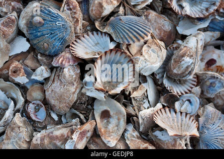 Pile of scallop shells on Cape Cod, Wellfleet MA Stock Photo - Alamy