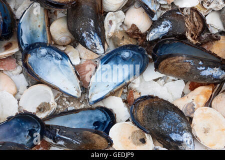 Clam Shells on beach, Cape Cod Stock Photo - Alamy