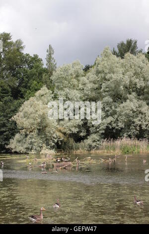 Ducks and geese; a valuable Stock Photo - Alamy