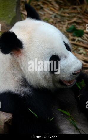 A cute black bear in a safari park Stock Photo - Alamy