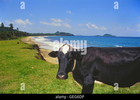 A cow near Bathway beach. Levera National Park, Grenada, Caribbean ...