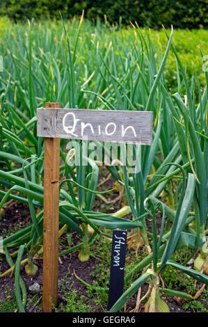 onions growing on the allotment in june in burgess hill Stock Photo - Alamy