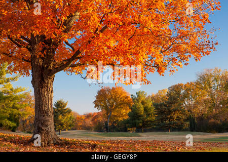 maple tree in autumn Stock Photo - Alamy