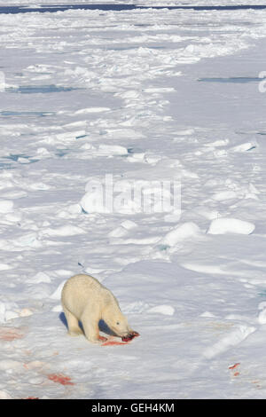 Polar bear eating a seal in the sea Ice at Svalbard Islands, Norway ...