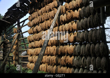 Rice and Rice Straw Drying on a Rack in Basha, Guizhou, China Stock ...
