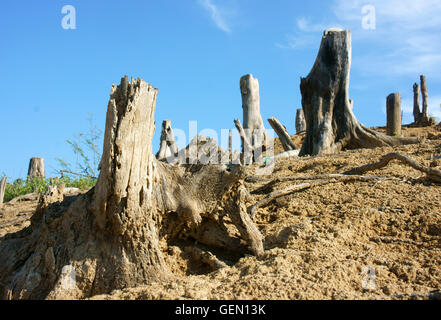 Deforestation at Vietnam countryside, stump solitary, jungle damaged ...