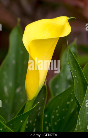 Arum Lily. Zantedeschia aethiopica (Yellow form Stock Photo - Alamy