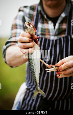 Close up of a chef gutting a Mackerel Stock Photo - Alamy