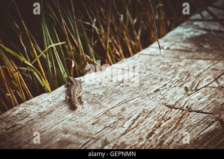 A brown lizard on a wooden bench enjoying the sun Stock Photo - Alamy