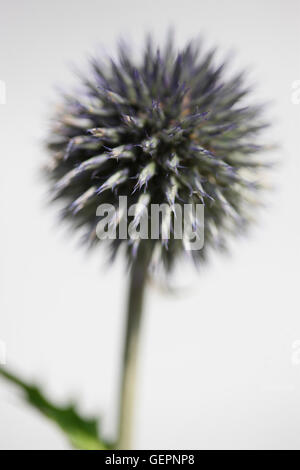 Globe thistle round-shaped green flowers macro. Echinops ritro wild ...
