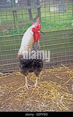 faverolle chicken Stock Photo - Alamy