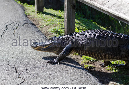 Wild American Alligator crossing a path Stock Photo: 106846329 - Alamy