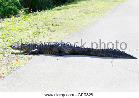 Wild American Alligator crossing a path Stock Photo: 106846329 - Alamy