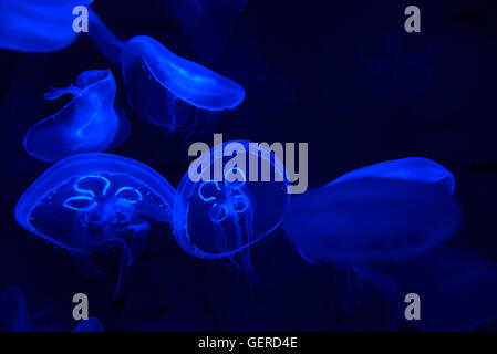 Ohrenqualle, (Aurelia aurita Stock Photo - Alamy