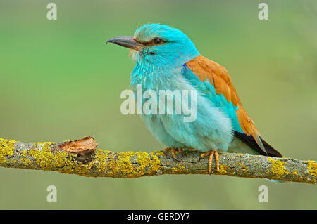 Roller (Coracias garrulus). Andalusia. Spain Stock Photo - Alamy