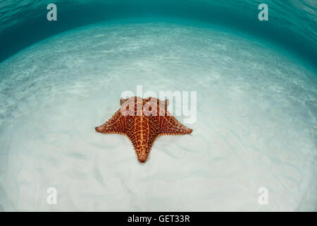 Red cushion sea star or West Indian sea star (Oreaster reticulatus) Los ...