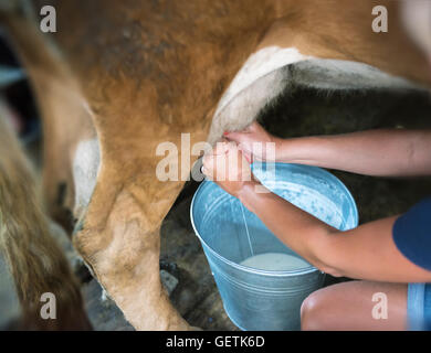 farmer with bucket hand milking a cow on a dairy farm hand milking ...