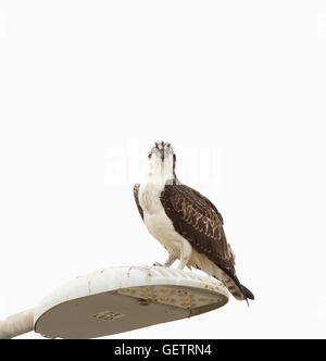 Osprey on Street Light Stock Photo - Alamy