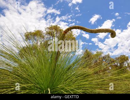 Spiky, green needles of the unique yakka grass trees with lush greenery ...