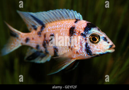 African Cichlid, Pseudotropheus Tropheops Stock Photo - Alamy