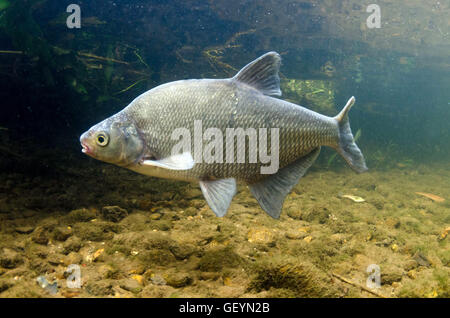 Common Bream Abramis brama adult swimming Sussex Stock Photo - Alamy