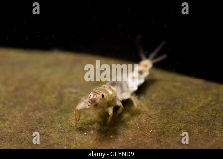 Brown Drake Ephemera simulans mayfly larvae Stock Photo - Alamy