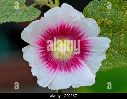 Alcea ‘Halo Blush’ hollyhock Halo Blush – single funnel-shaped white ...