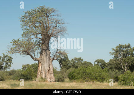 Bark of baobab tree, (Adansonia digitata), Nyae Nyae Conservancy, near ...